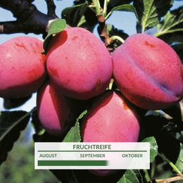 Mirabelle 'Ruby' Lieferform: Im 5 Liter Topf