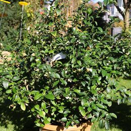 Echter Tee 'Fresh-T Bloomtea ' Lieferform: Im 2 Liter Topf