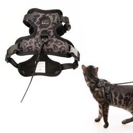 LucyBalu EXPLORER Katzengeschirr leo XS-S