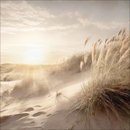 Pro Art Glasbild DUNE GRASS AT SUNRISE