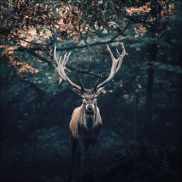 Pro Art Glasbild DEER IN THE DARK
