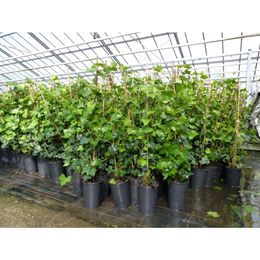 10 St&uuml;ck Efeu Hedera helix 85 - 105 cm Heckenpflanze winterhart Kletterpflanze Hecke Sichtschutz blickdicht