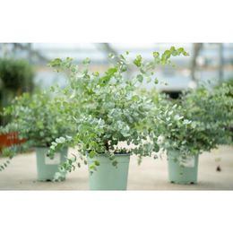 2x XL Eucalyptus Gunni Gunnii Busch Eukalyptusbaum 35- 50 cm, Pflanze winterhart
