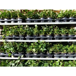 50 St&uuml;ck Efeu Hedera helix 20 - 35 cm Heckenpflanze winterhart Kletterpflanze Hecke Sichtschutz blickdicht