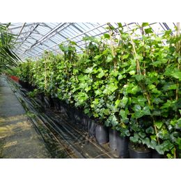 20 St&uuml;ck Efeu Hedera helix 85 - 105 cm Heckenpflanze winterhart Kletterpflanze Hecke Sichtschutz blickdicht
