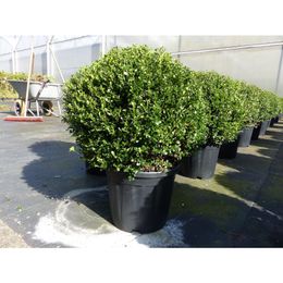 PREMIUM Ilex crenata Stokes Kugel rund &Oslash; 40 - 45 cm Buchsbaum Ersatz winterhart + robust