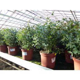 XXL Eucalyptus Gunni Gunnii Busch Eukalyptusbaum 40 - 60 cm, Pflanze winterhart