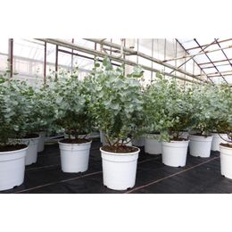 2 St&uuml;ck Eucalyptus Gunni Gunnii Busch Kugel Eukalyptusbaum, H&ouml;he 45 - 55 cm Pflanze winterhart