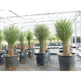 Yucca Palme Filifera, 90 cm, Stamm 20 - 30 cm Tambasi Yucca, winterhart -13 Grad