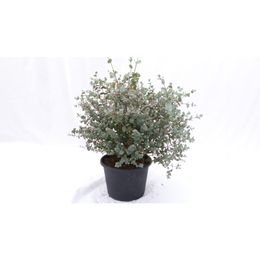 4 St&uuml;ck Eucalyptus Gunni Gunnii Busch Kugel Eukalyptusbaum, &Oslash; 35 cm, T19 H 50 cm Pflanze winterhart