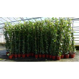 50 St&uuml;ck Efeu Hedera helix 180 - 200 cm Pyramide S&auml;ule winterhart Kletterpflanze Hecke Sichtschutz blickdicht