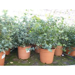 2x XXL Eucalyptus Busch Eukalyptusbaum 40 - 60 cm, Pflanze winterhart