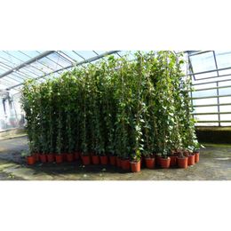 8 St&uuml;ck Efeu Pflanze Hedera helix 180 - 200 cm Pyramide S&auml;ule winterhart Kletterpflanze Hecke Sichtschutz blickdicht