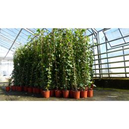 30 St&uuml;ck Efeu Hedera helix 180 - 200 cm Pyramide S&auml;ule winterhart Kletterpflanze Hecke Sichtschutz blickdicht
