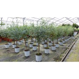 2 St&uuml;ck Eucalyptus Gunni Stamm Eukalyptusbaum, 70 - 90 cm, Pflanze winterhart