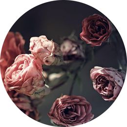 Pro Art Glasbild BEAUTIFUL ROSES