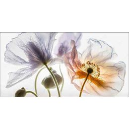 Pro Art Aludibondbild FLOWERS XIII