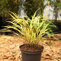 Japanisches Berg-Gras 'Aureola' C2 Lieferform: Im 2 Liter Topf
