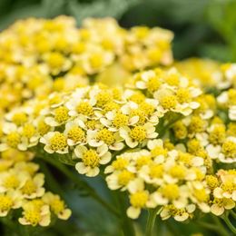Schafgarbe 'Milly Rock Yellow Terracotta' Lieferform: Im 9 cm Topf