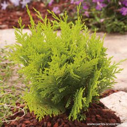 Goldgelbe GartenS&auml;ulenzypresse 'Ivonne' C3 30 - 40 cm Liefergr&ouml;&szlig;e: 30 - 40 cm