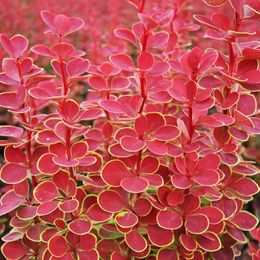 Berberitze 'Orange Sunrise' C3 40 - 60 cm Liefergr&ouml;&szlig;e: 40 - 60 cm