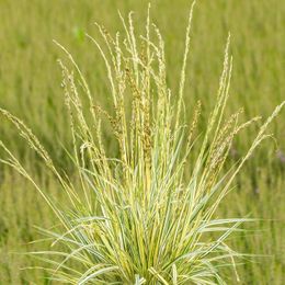 Gestreiftes Garten-Pfeifengras Lieferform: Im 3 Liter Topf