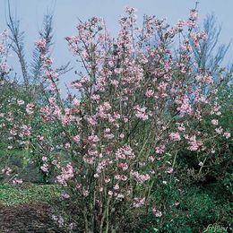 Winterschneeball 'Charles Lamont', 3 Liter, 40 - 60 cm Liefergr&ouml;&szlig;e: 40 - 60 cm