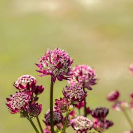 Sterndolde 'Claret' Lieferform: Im 9 cm Topf
