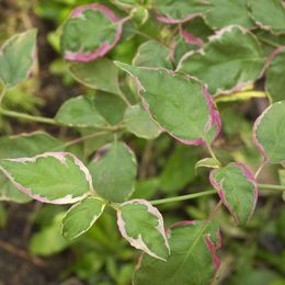 Wechselbl&auml;ttriger Hartriegel 'Pinky Spot ' C7,5 100 - 125 cm Liefergr&ouml;&szlig;e: 100 - 125 cm