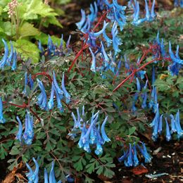 Blauer Lerchensporrn 'Blue Heron' Lieferform: Im 9 cm Topf