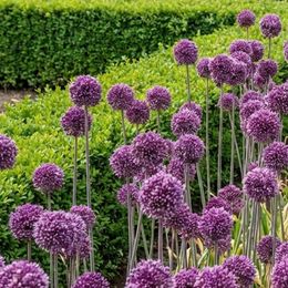 Kiepenkerl Allium 'Summer Drummer' - 2 St&uuml;ck Liefergr&ouml;&szlig;e: Zwiebelgr&ouml;&szlig;e 12/+