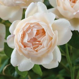 David Austin-Rose 'Wollerton Old Hall' 6 Liter Container Liefergr&ouml;&szlig;e: min. 3 Triebe