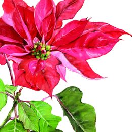 Servietten POINSETTIA