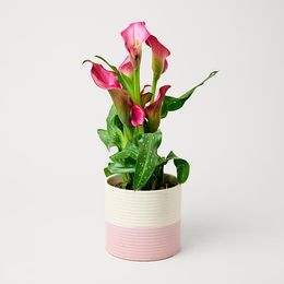 Pinke Calla im Keramiktopf | FloraPrima Blumenversand | Blumen und mehr versenden