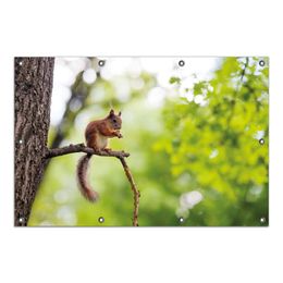 Wallario Gartenposter ca. 80 x 120 cm Eichh&ouml;rnchen auf einem Ast