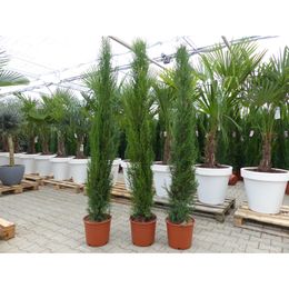 1x Mittelmeerzypresse 200 cm S&auml;ulen Toskana Zypressen Zypresse Cupressus Semper.