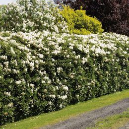 Rhododendron 'Easydendron Dufthecke' wei&szlig; C5 40 - 50 cm Liefergr&ouml;&szlig;e: 40 - 50 cm