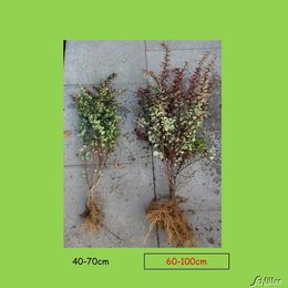 Blutberberitze 'Atropurpurea' Wurzelnackte Pflanze, 60-100 cm Liefergr&ouml;&szlig;e: 60-100 cm