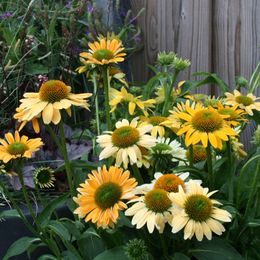 Sonnenhut 'Mellow Yellows ' Lieferform: Im 9 cm Topf
