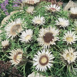 Silberdistel Lieferform: Im 9 cm Topf