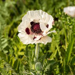T&uuml;rkischer Mohn 'Royal Wedding' Lieferform: Im 9 cm Topf
