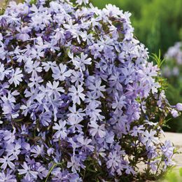 Polsterphlox 'Emerald Cushion Blue' Lieferform: Im 3 Liter Topf