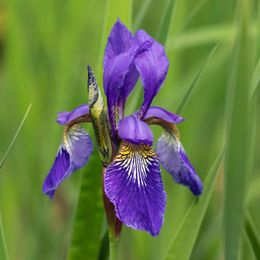 Sibirische Iris Cambridge Lieferform: Im Topf