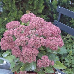Fetthenne 'Munstead Dark Red' Lieferform: Im Topf