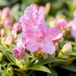Chinesischer Zwergrhododendron 'Robert Seleger' Liefergr&ouml;&szlig;e: 25 - 30 cm