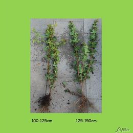 Feldahorn - Baum des Jahres 2015! Wurzelnackte Pflanze, 125- 150 cm Liefergr&ouml;&szlig;e: 125- 150 cm