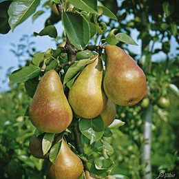 Birne 'Gute Luise' Liefergr&ouml;&szlig;e: 80 - 100 cm