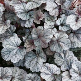 Purpurgl&ouml;ckchen 'Cinnabar Silver' Lieferform: Im 3 Liter Topf