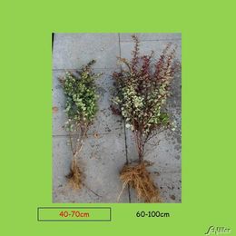 Blutberberitze 'Atropurpurea' Wurzelnackte Pflanze, 40-70 cm, 1 Pflanzen Liefergr&ouml;&szlig;e: 40-70 cm