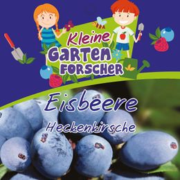 Heckenkirsche 'Eisbeere' Kleine Gartenforscher Liefergr&ouml;&szlig;e: 40 - 60 cm